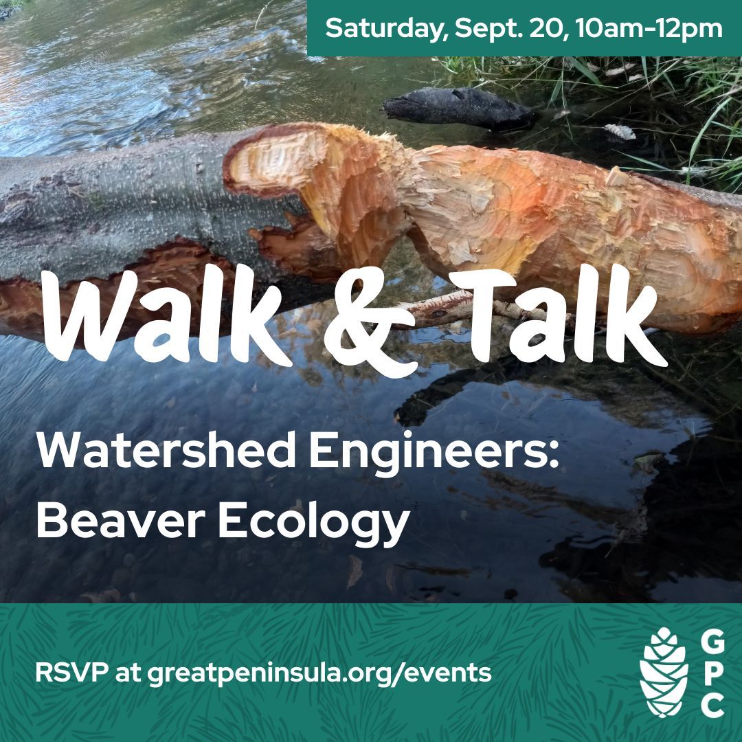 Walk and Talk: Watershed Engineers - Beaver Ecology
